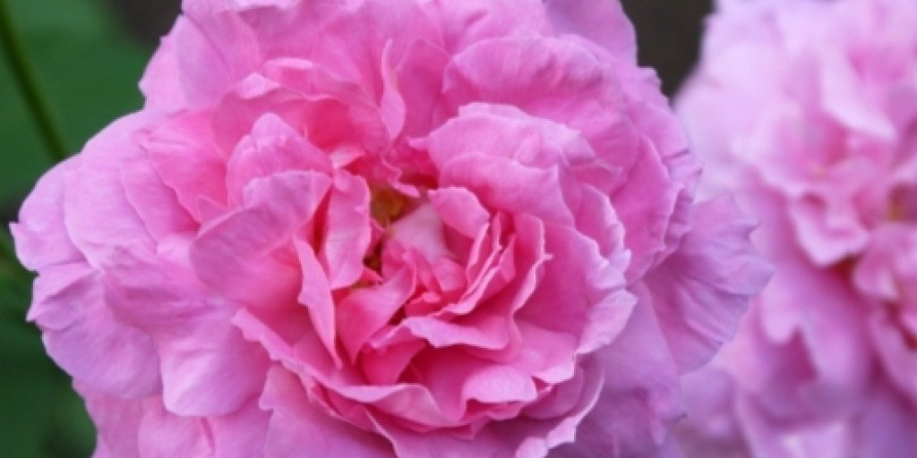 Rosier Anglais THE MAYFLOWER | La Boutique Derly Rosier Anglais THE MAYFLOWER | La Boutique Derly