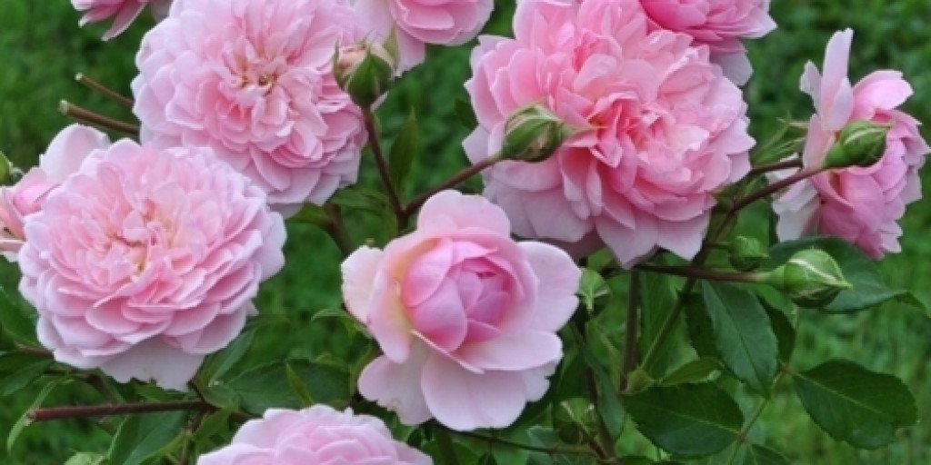 Rosie Grimpant STRAWBERRY HILL Rose | La Boutique Derly