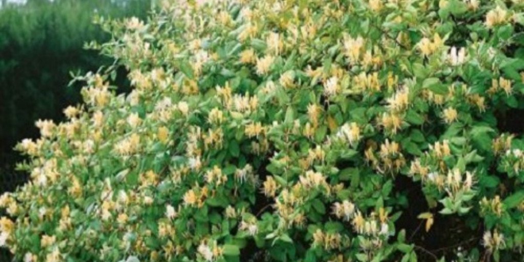 Lonicera Japonica Halliana Chèvrefeuille De Hall La Boutique Derly