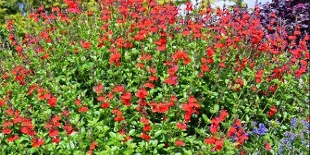 Salvia Microphylla ‘Royal Bumble’ | La Boutique Derly